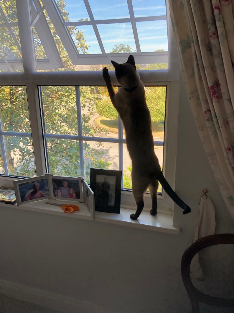 Small Custom Flat Cats Window Screens Mesh Window Protection - Etsy UK