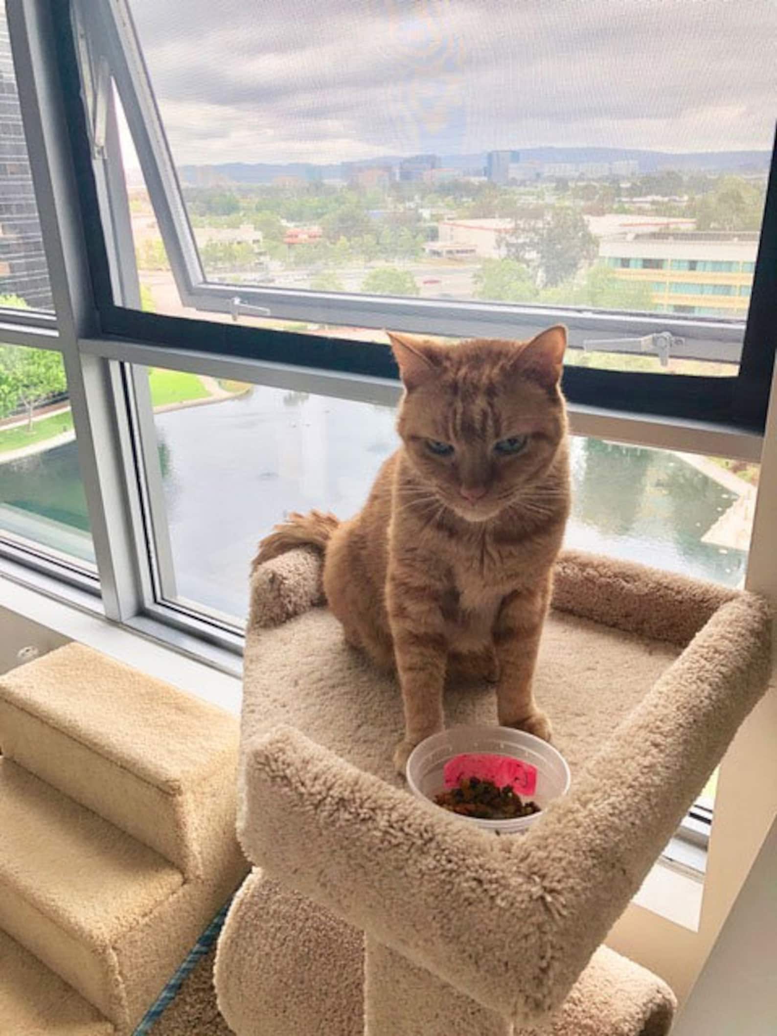 Custom Flat Cats Window Screens Mesh Window Protection for - Etsy Canada