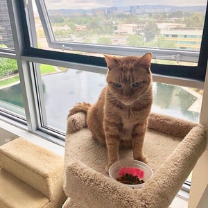 Custom Flat Cats Window Screens - Mesh Window Protection for Cats - Etsy