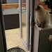 Custom Flat Cats Window Screens - Mesh Window Protection for Cats - Etsy
