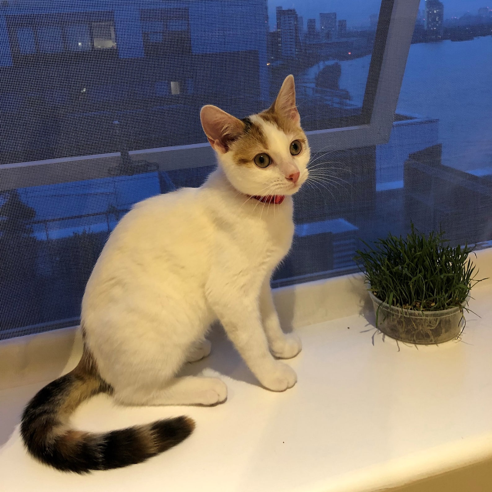 Custom Flat Cats Window Screens Mesh Window Protection for | Etsy