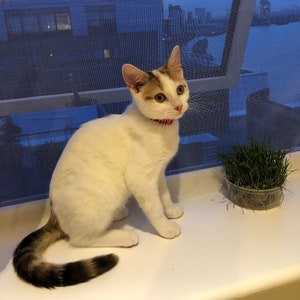 Custom Flat Cats Window Screens - Mesh Window Protection for Cats - Etsy