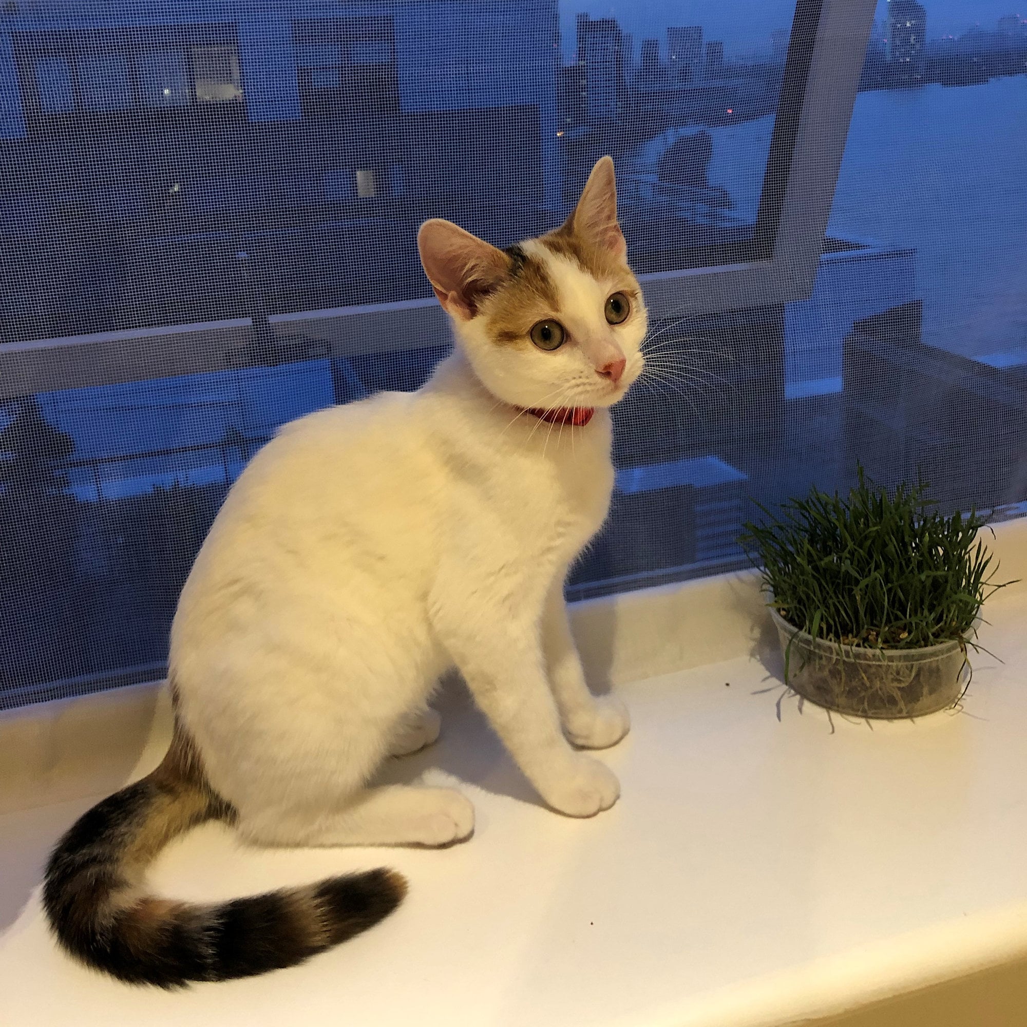 Custom Flat Cats Window Screens Mesh Window Protection for - Etsy UK