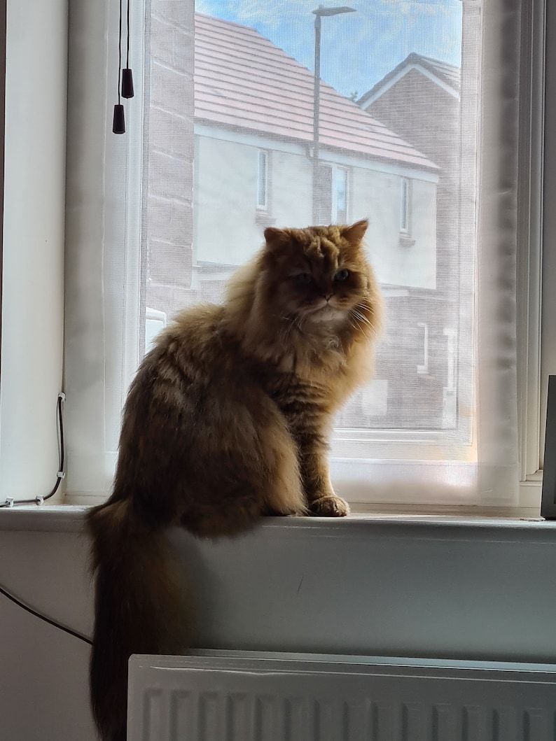 Small Custom Flat Cats Window Screens Mesh Window Protection - Etsy UK