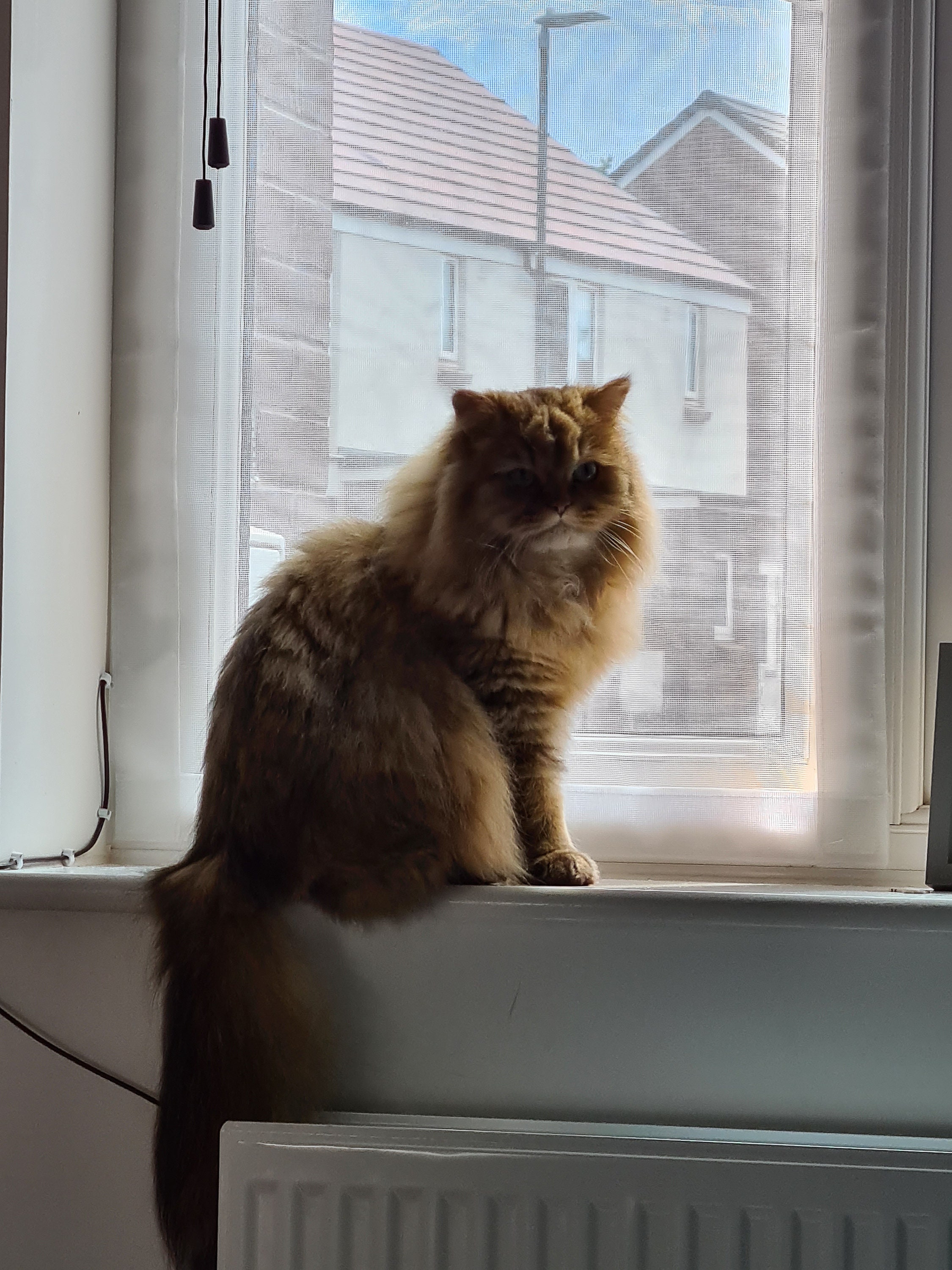 Small Custom Flat Cats Window Screens Mesh Window Protection - Etsy UK