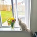 Custom Flat Cats Window Screens - Mesh Window Protection for Cats - Etsy