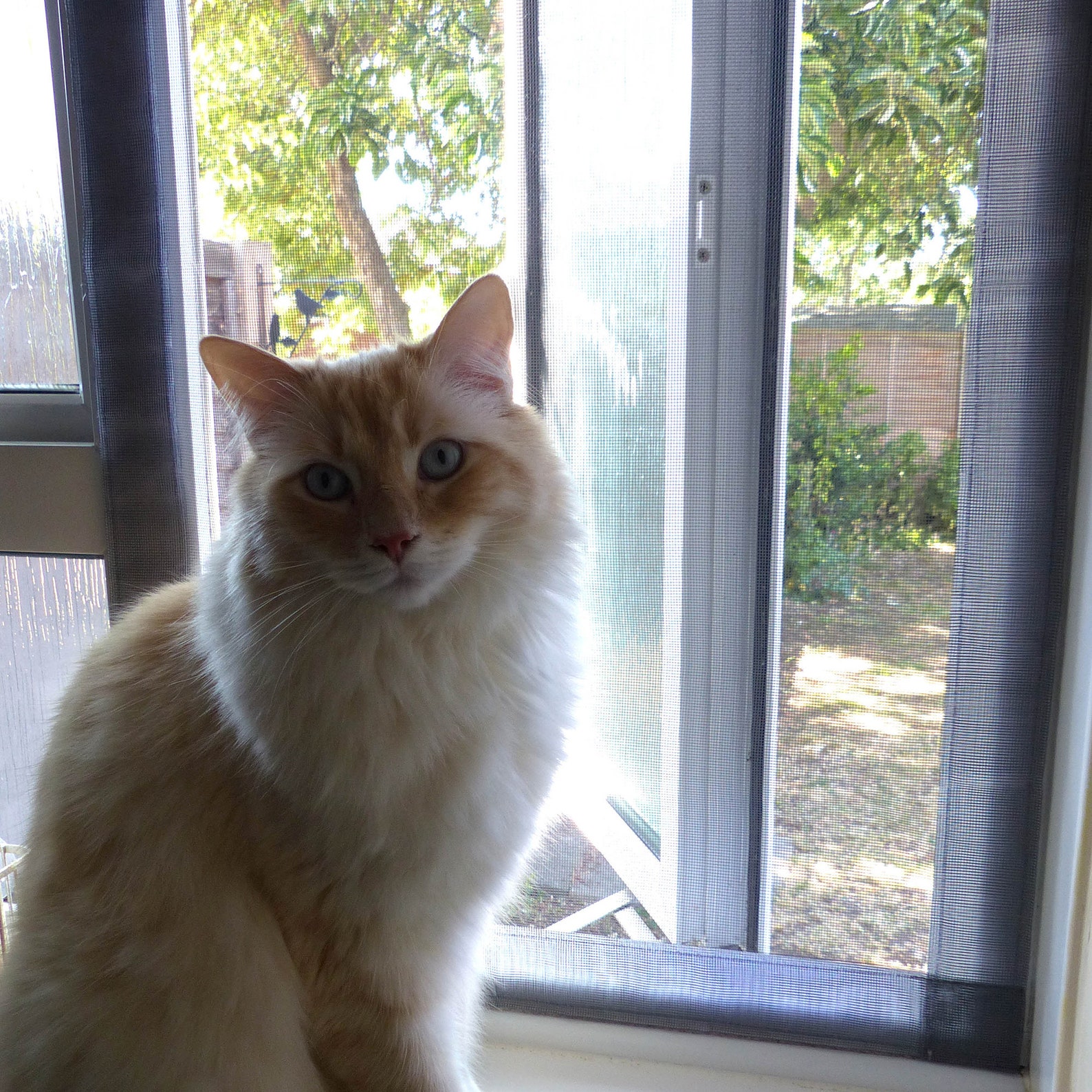 Small Custom Flat Cats Window Screens - Mesh Window Protection for Cats ...