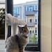 Custom Flat Cats Window Screens - Mesh Window Protection for Cats - Etsy