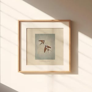 Vintage Swallow Print, Bird Illustration, Swallow Poster, Swallows Wall ...