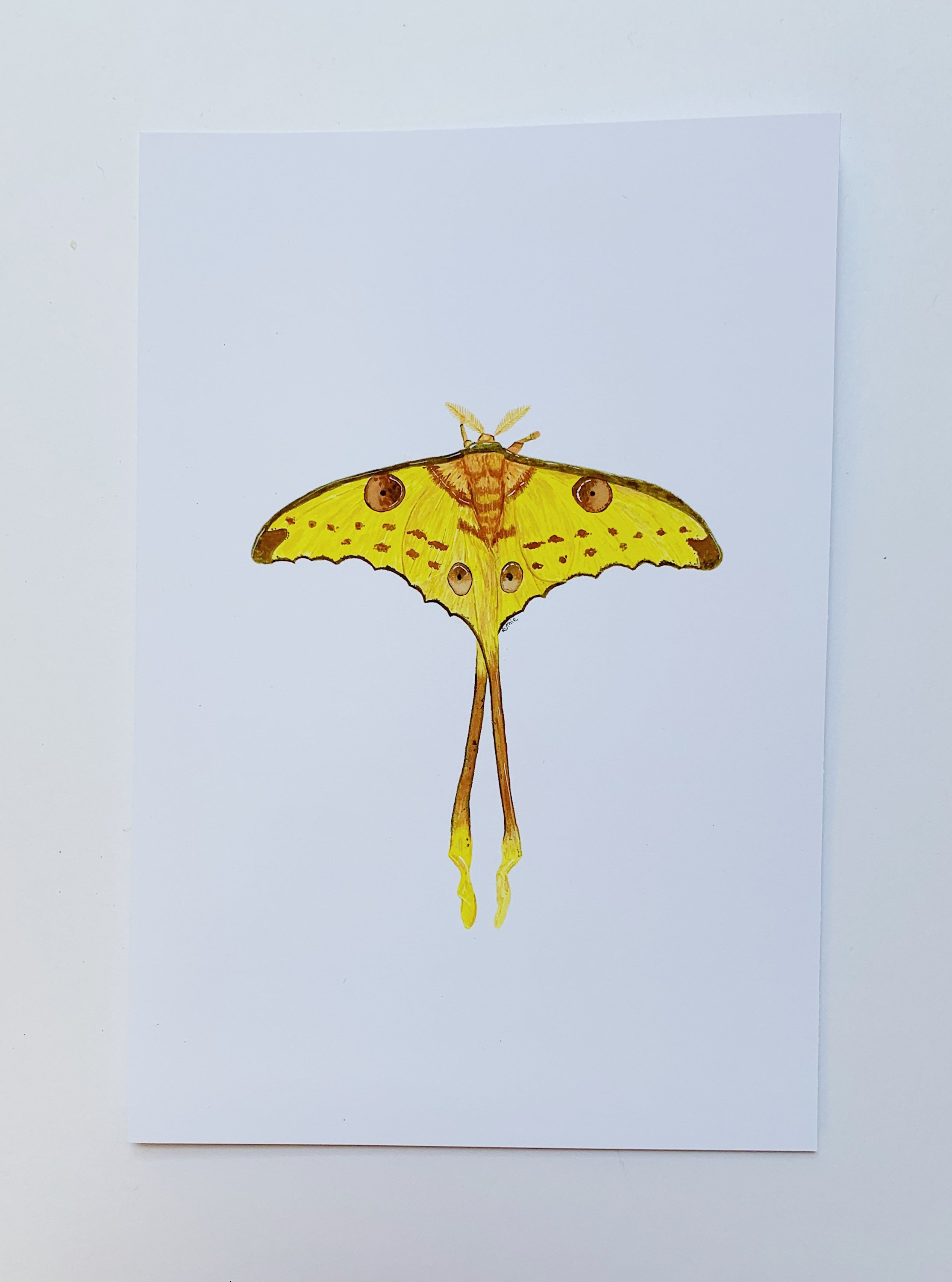 Watercolor Comet Moth A5 Fine Art Print Entomology Artwork | Etsy