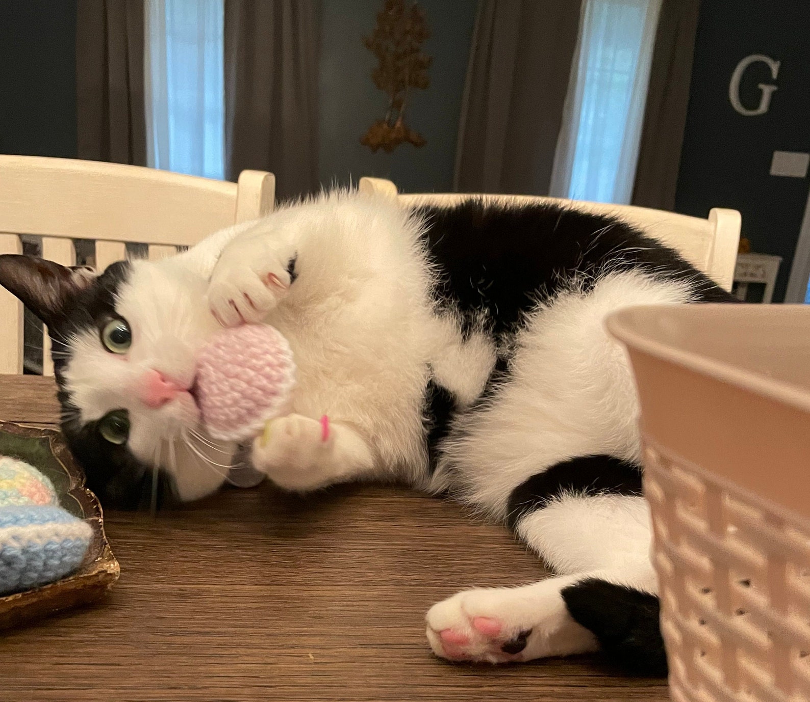 Cataroons Catnip Macaroons 6 Toy Set | Etsy