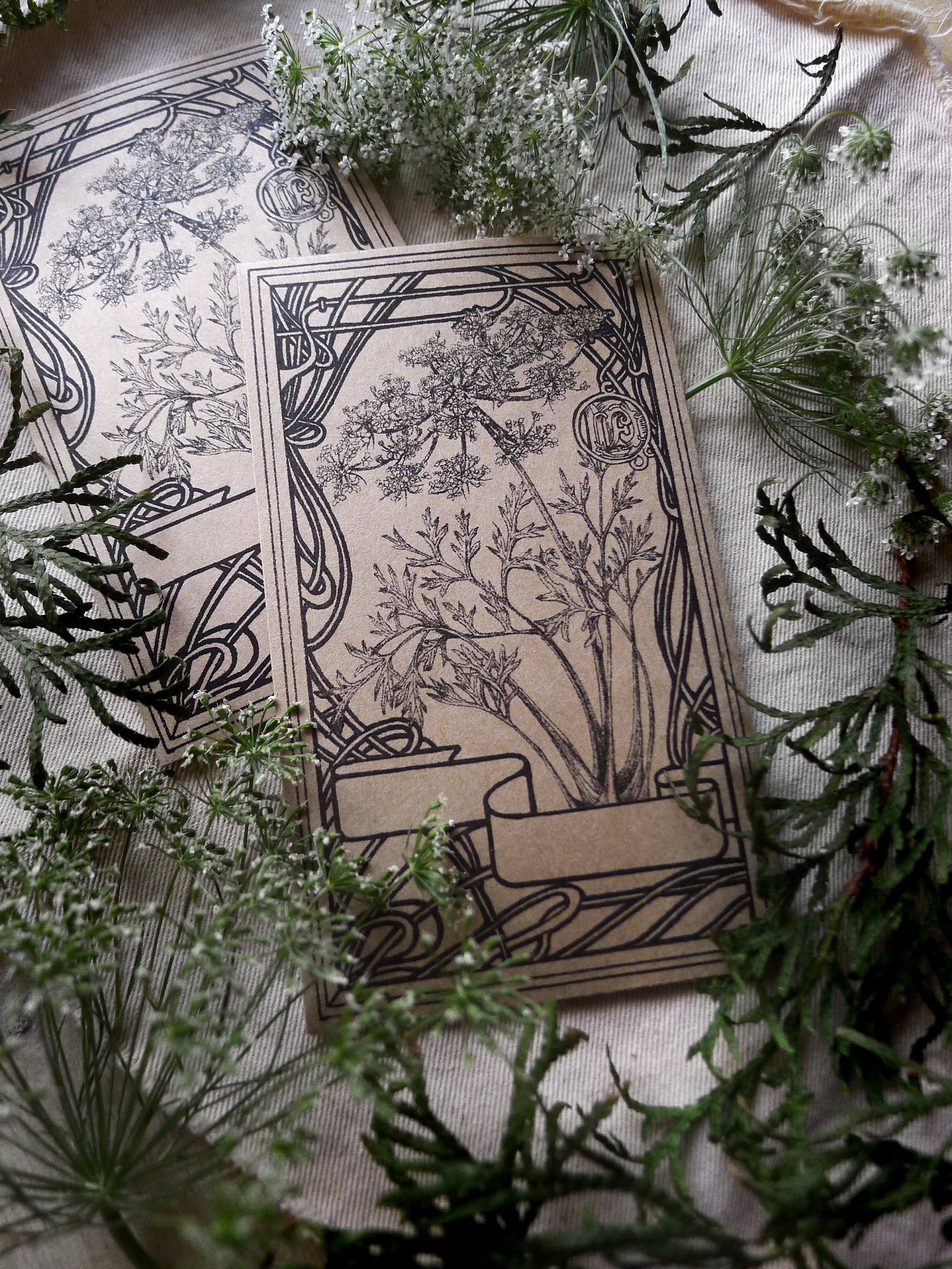 Queen Anne's Lace Seed Packet / Envelope, Instant Download, Seed ...