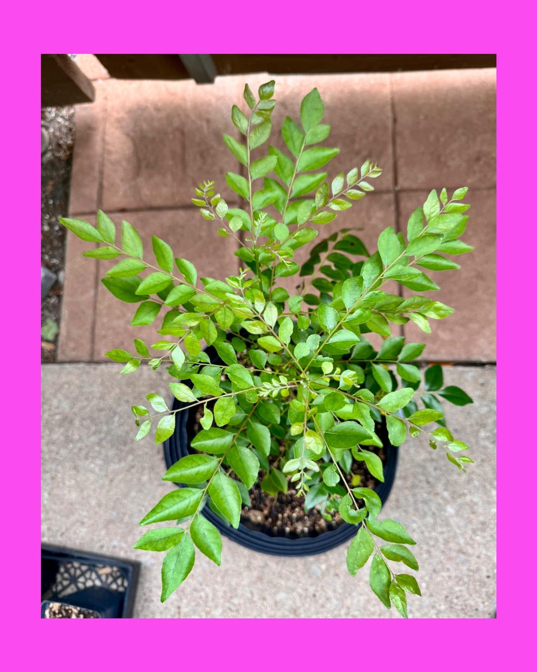 Rare GAMTHI Variety Indian Curry Plant / Hard to Find / Sweet Neem Well ...