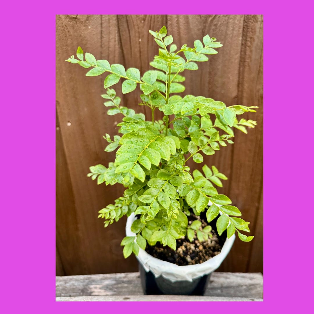 Rare GAMTHI Variety Indian Curry Plant / Hard to Find / Sweet Neem Well ...