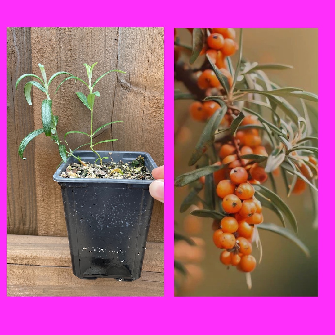Hard to Find. Sea-berry / Sea Buckthorn / Seedling (4" Pot) / NON GMO ...