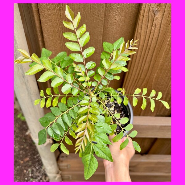 Indian Curry Plant Seeds - Etsy