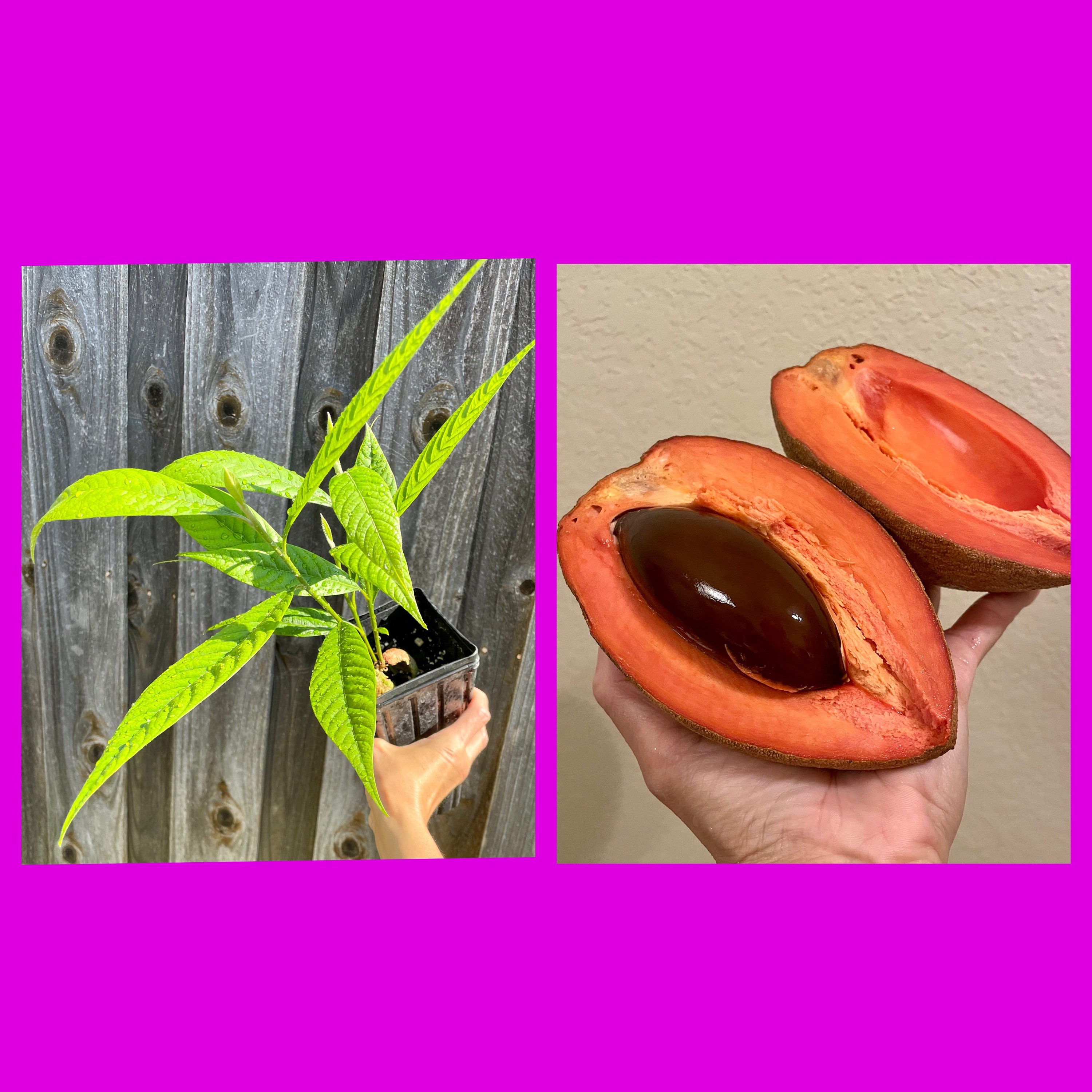 Mamey Sapote Seedling