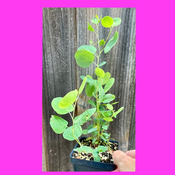 Live Eucalyptus Plant - Etsy