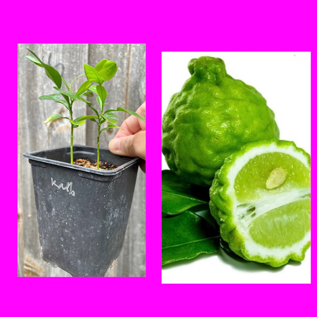 2 Kaffir Lime Plants per Pot / Makrut Grow From Seed / No GMO - Etsy
