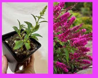 Butterfly Bush - Etsy