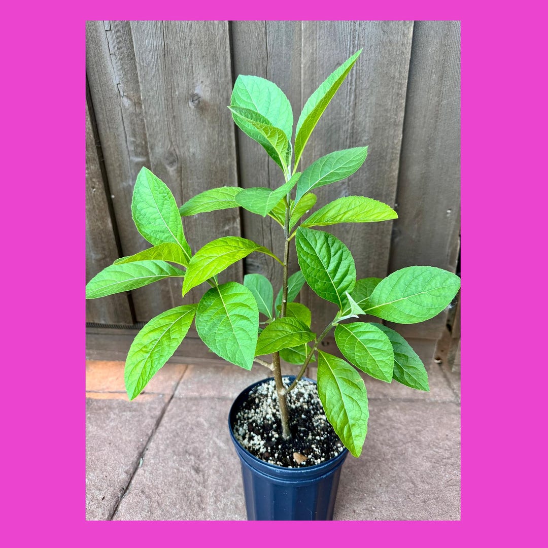 African Bitter Leaf Plant - Cây Mật Gấu – Vernonia Amygdalina / Africa ...