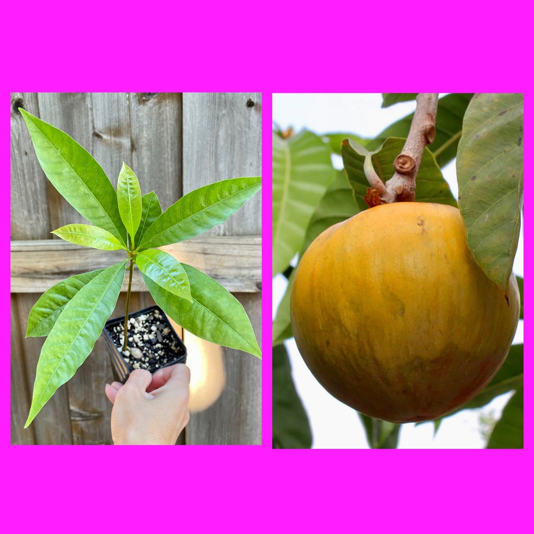 Super Rare ROSS Sapote pouteria Plant. Organic Non GMO - Etsy