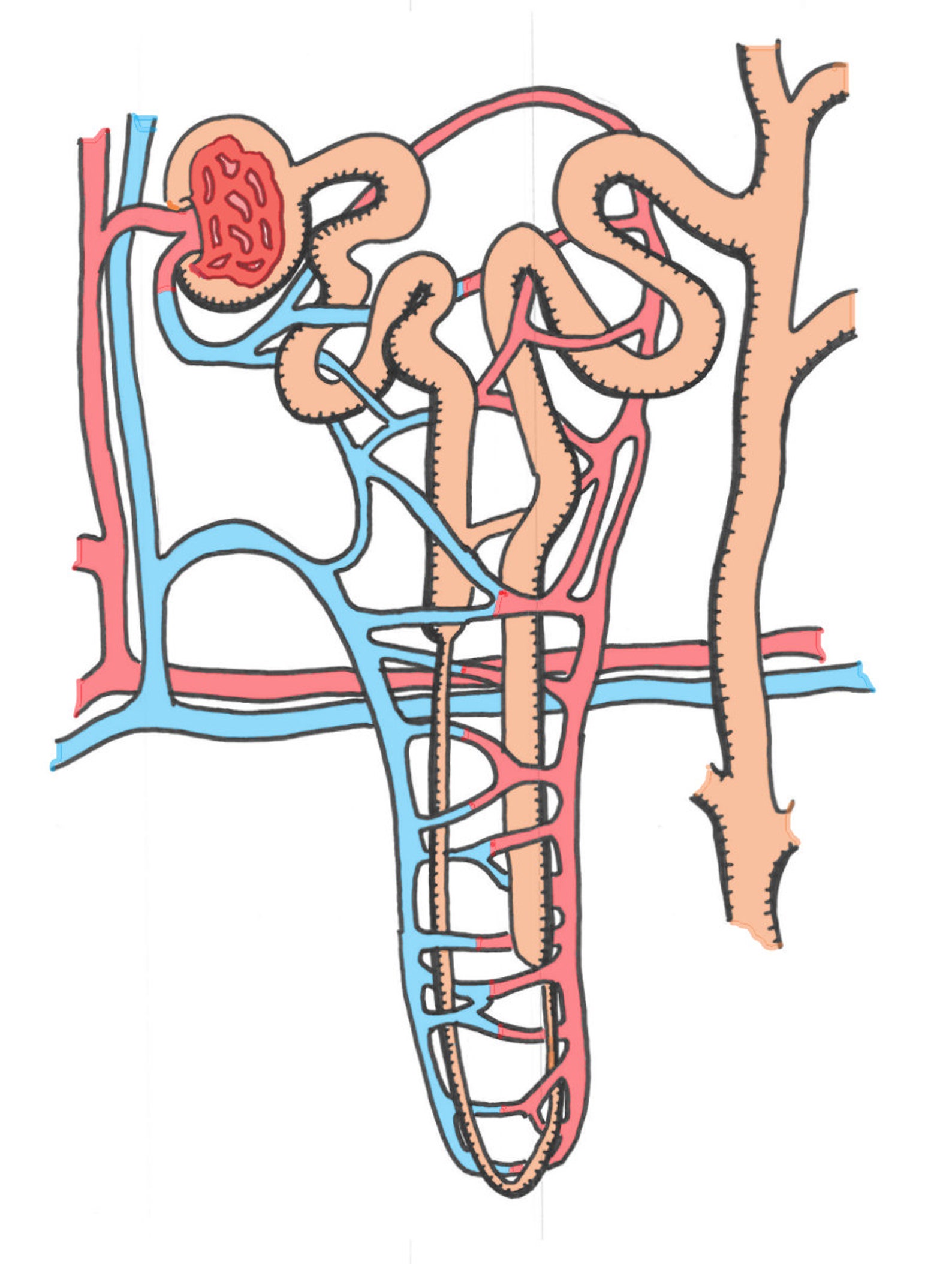 Anatomy of the Kidney and Nephron - Etsy