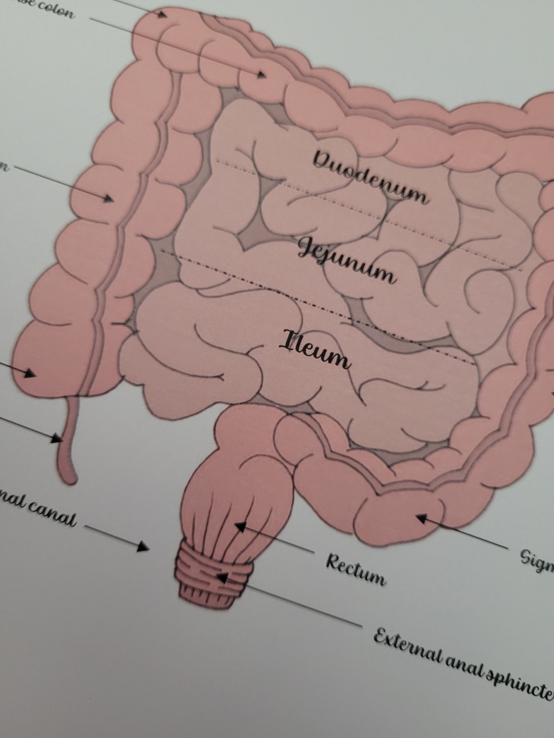 Anatomy of the Intestine - Etsy