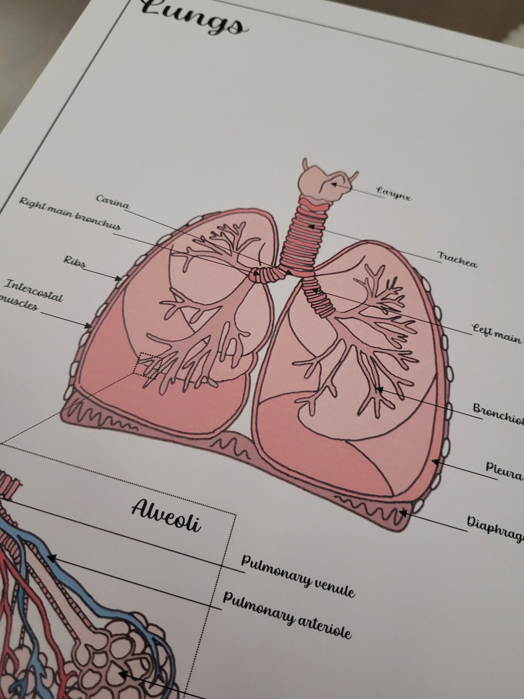 Anatomy of the Lungs - Etsy