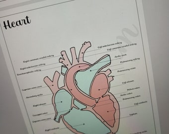 Human Heart Anatomy Poster, Printable IB Biology Poster, Cardiovascular ...