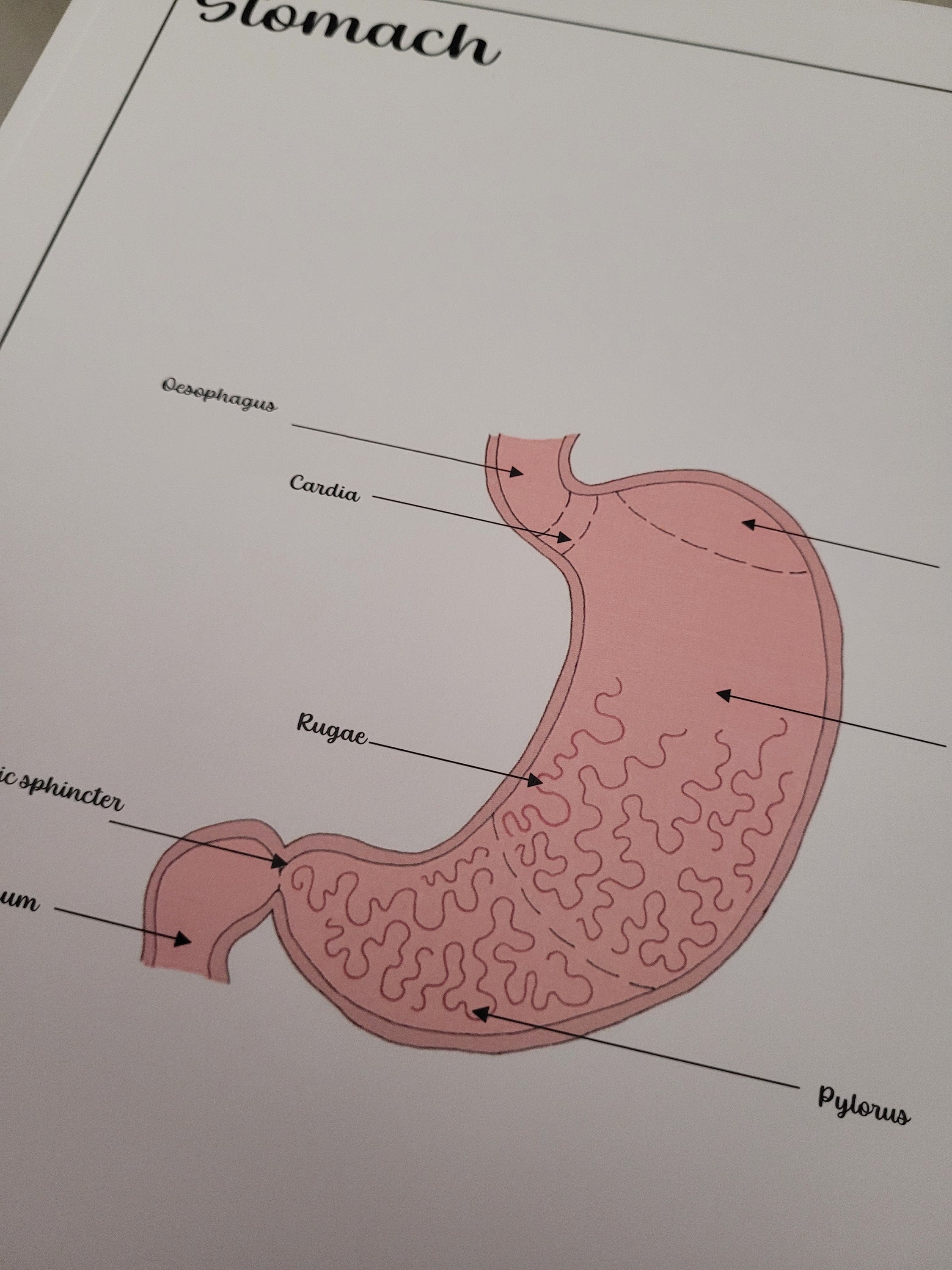 Anatomy of the Stomach - Etsy Canada