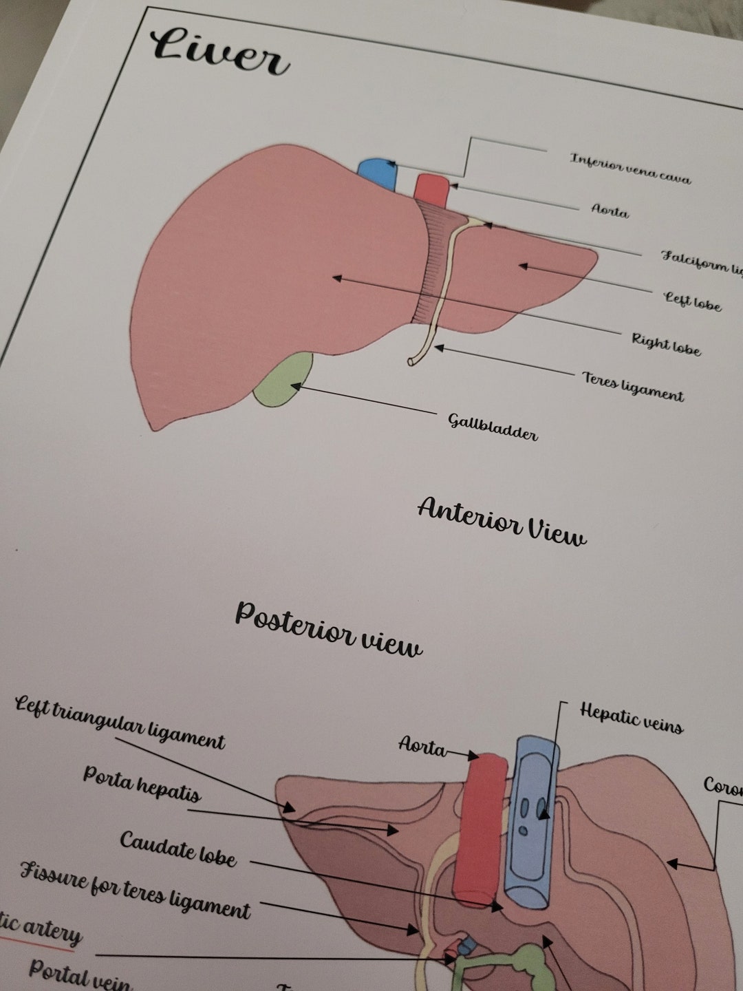 Liver Anatomy Poster - Etsy