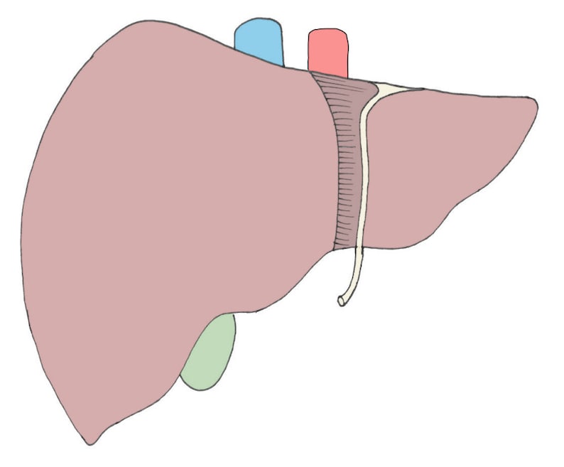 Liver Anatomy Poster - Etsy