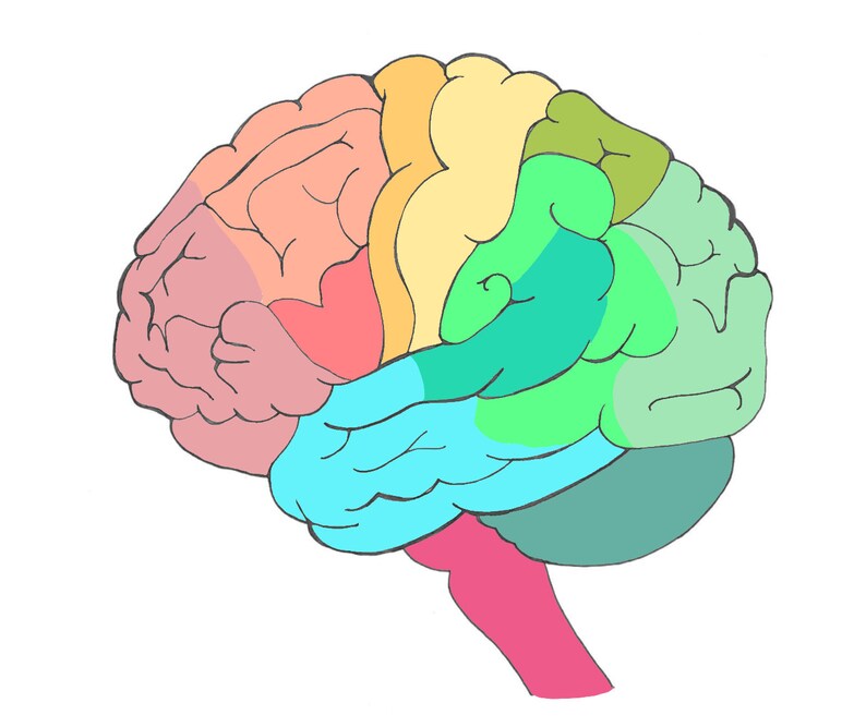 Anatomy And Functional Areas Of The Brain Etsy