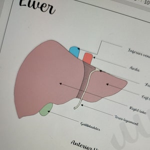 Liver Anatomy Poster - Etsy
