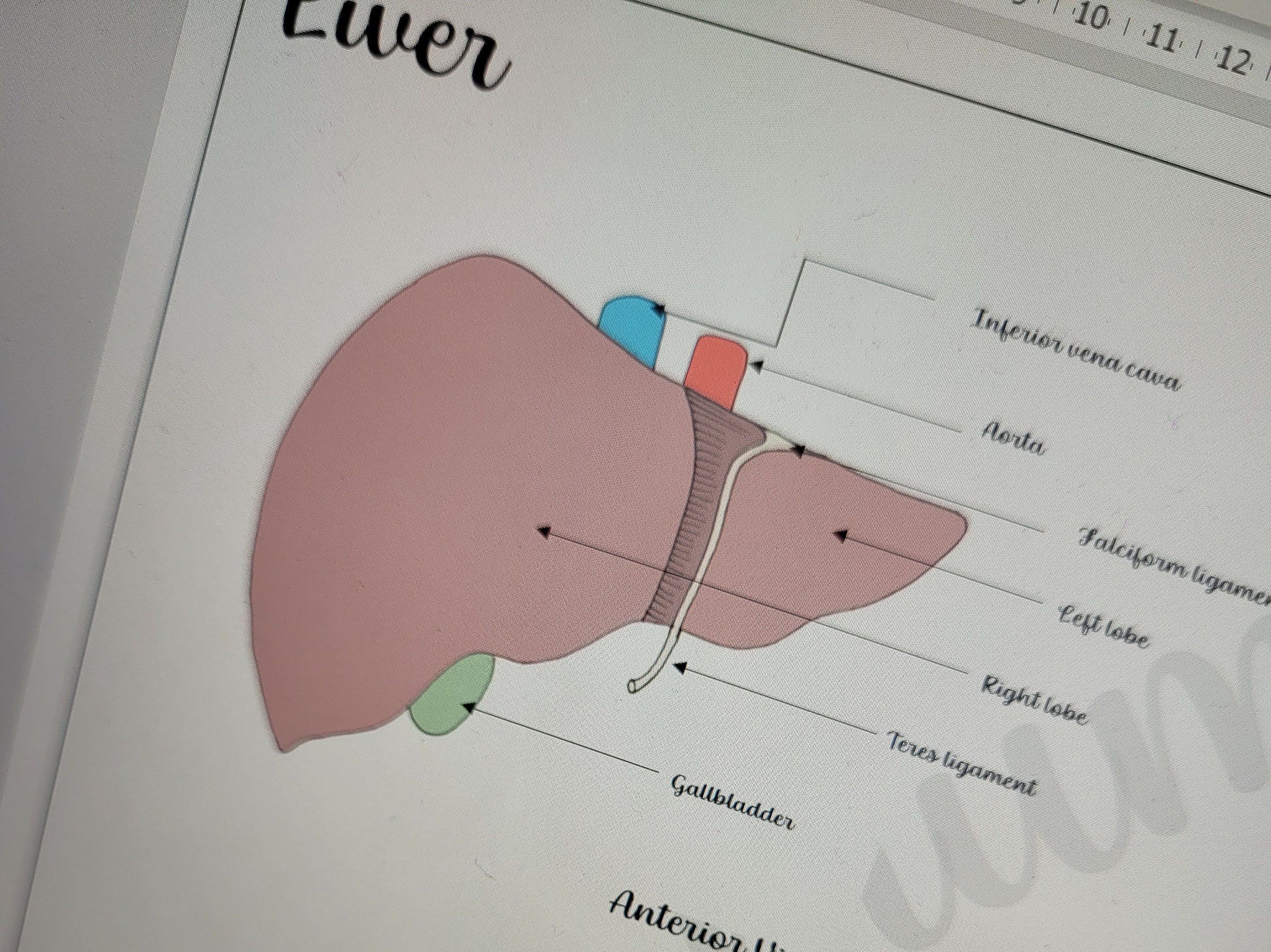 Liver Anatomy Poster - Etsy