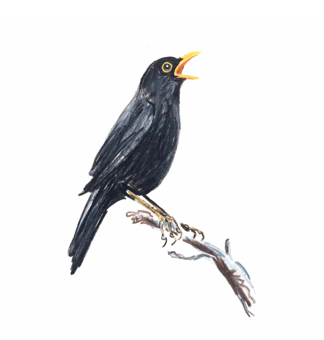Blackbird singing. Original Drawing. - Etsy