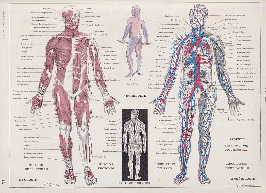 Vintage Illustration, Human Anatomy, Original Illustrated Plate From ...