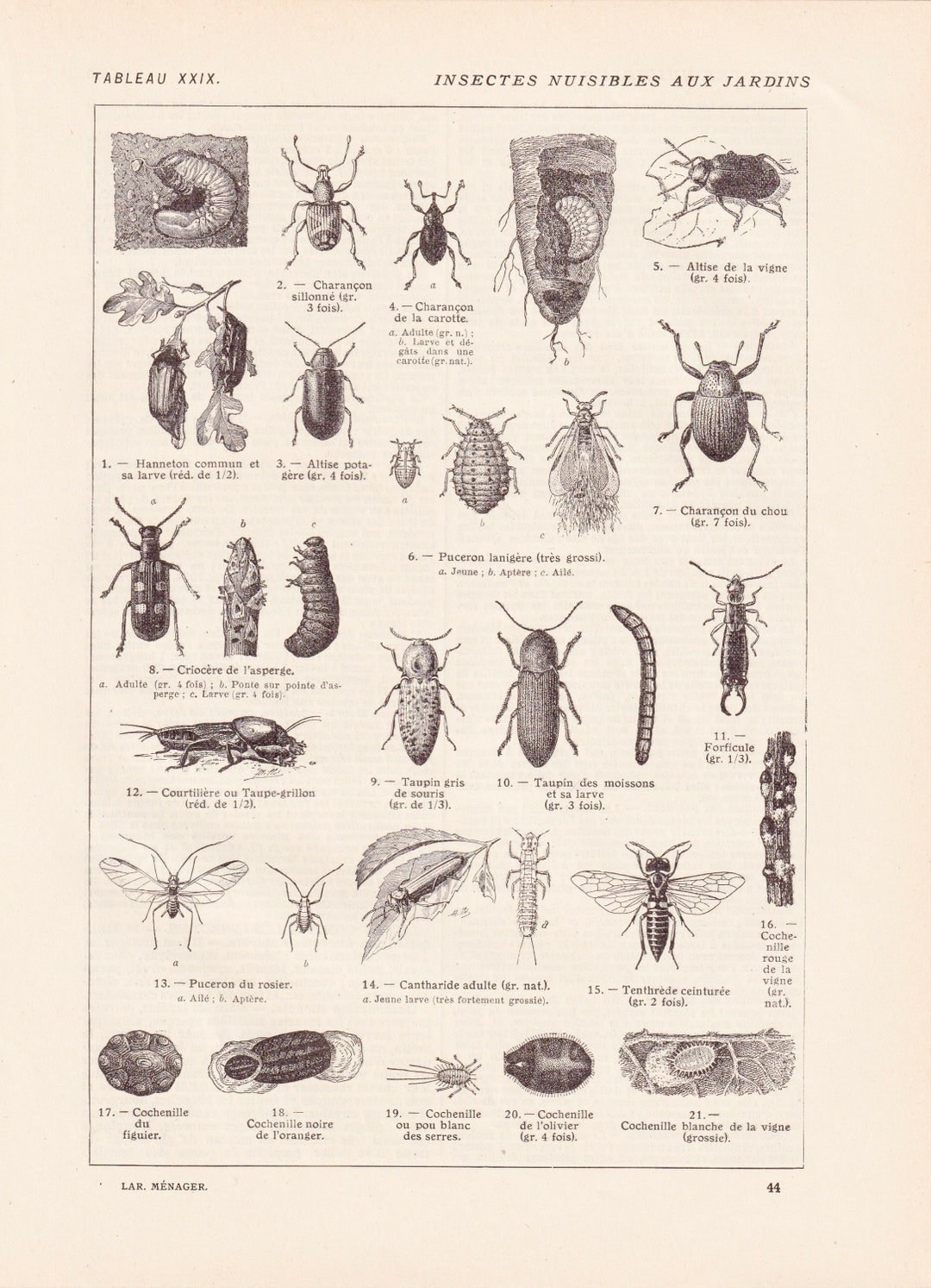 Vintage Print Plate Saved From a French Book Original - Etsy