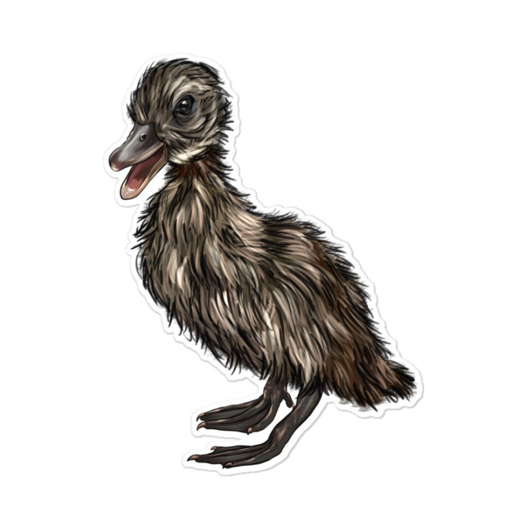 Baby Cayuga Duck Sticker - Etsy