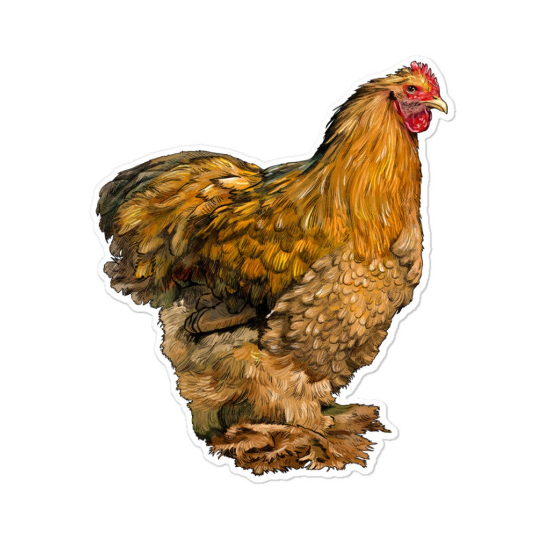 Cochin Chicken Sticker - Etsy