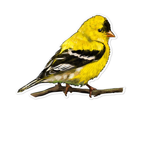 Eastern Goldfinch - Etsy