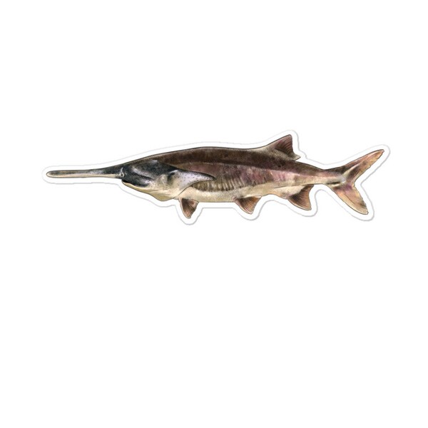 Paddlefish - Etsy