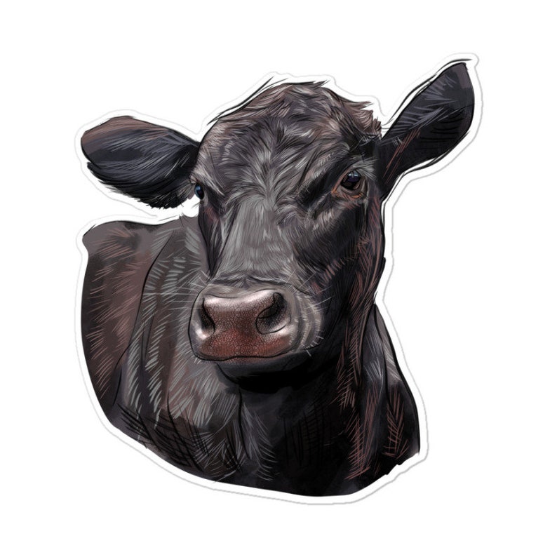 Black Angus Cow Illustrations Sticker - Etsy