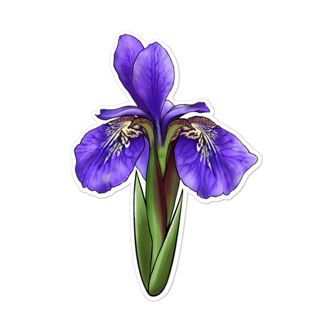 Iris Flower Illustrations Sticker - Etsy