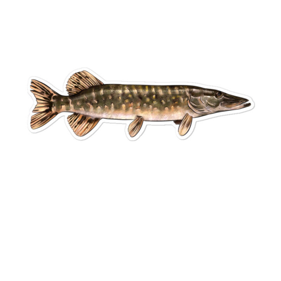 Northern Pike Fish Illustrations Sticker - Etsy