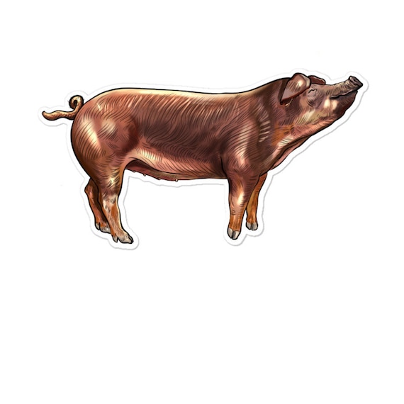 Duroc Pig Characteristics