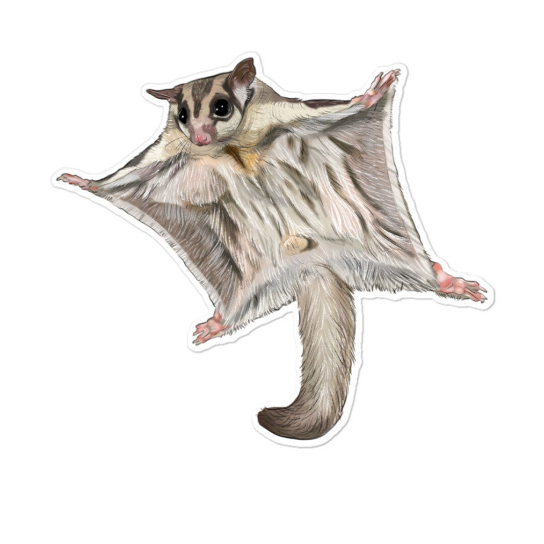 Sugar Glider Sticker - Etsy