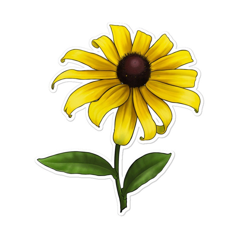 Black Eyed Susan Clipart