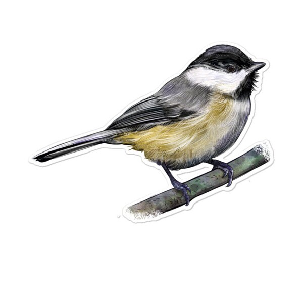 Black Capped Chickadee - Etsy